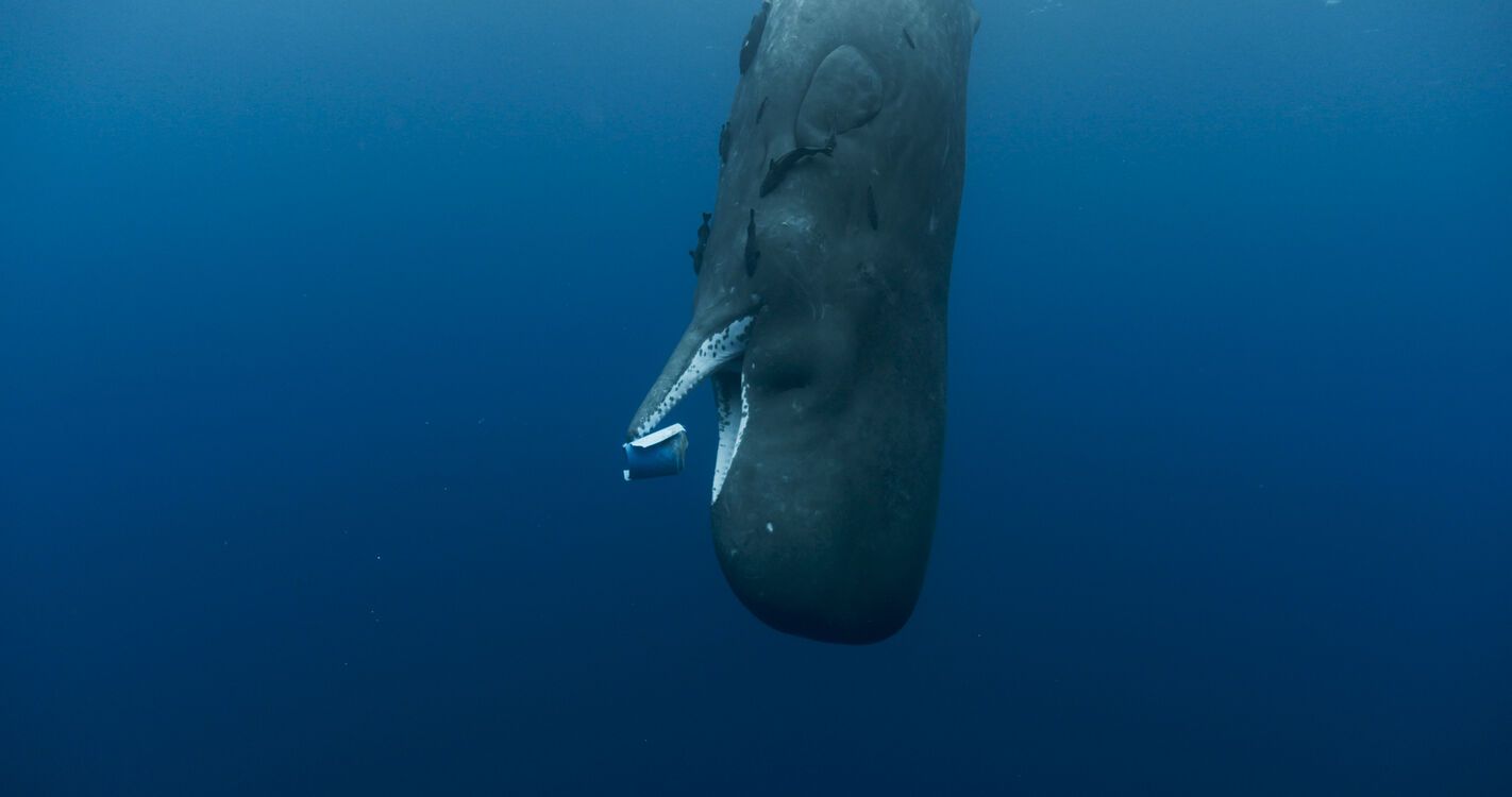 Whale Nation – Cinema Oostereiland